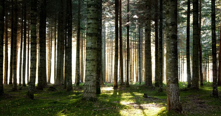 DOMAIN TIMBER ADDS LANDS IN 4 SOUTHEAST STATES