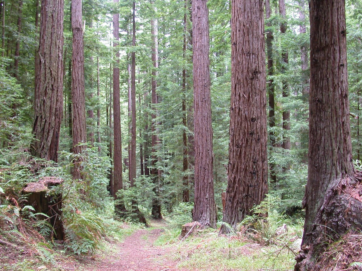 See the Forest for the Trees